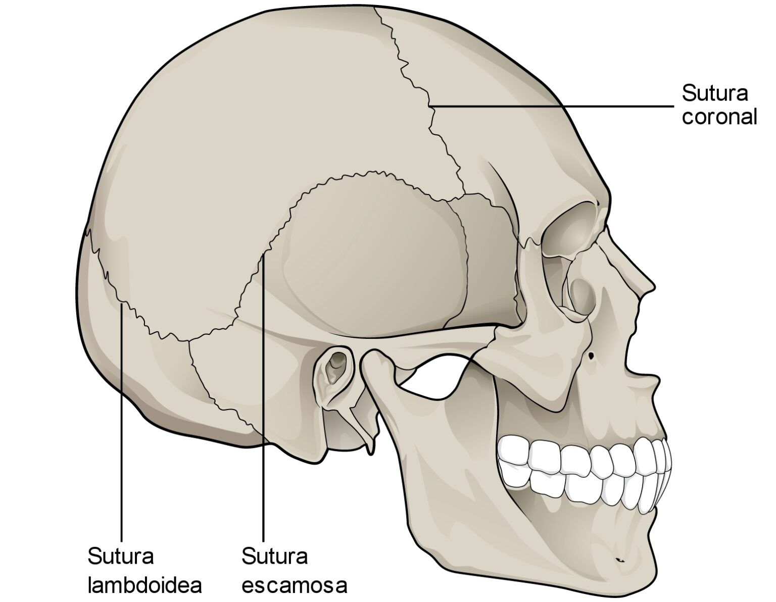 Los huesos temporales en la anatomía humana | Audicost