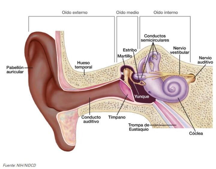 ¿Qué es el canal auditivo? | Audicost